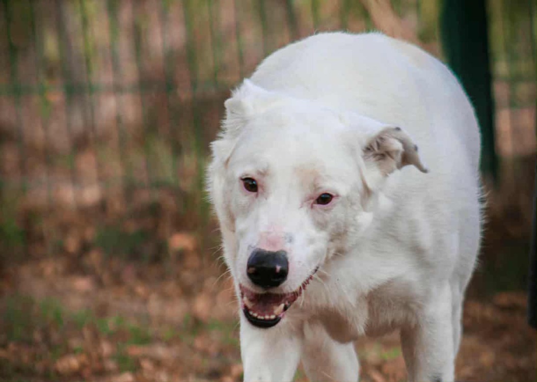Adopter Black, Chien - La SPA - Refuge de Le Garric – Albi