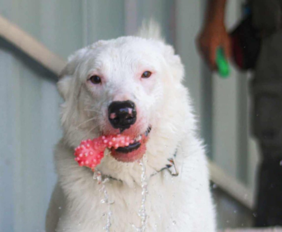 Adopter Black, Chien - La SPA - Refuge de Le Garric – Albi