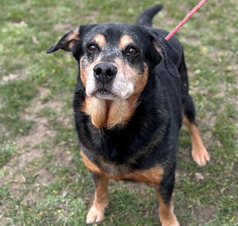 Refuge SPA de Compiègne – 60 – Oise – Adoption