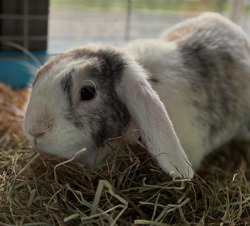 Refuge SPA de Compiègne – 60 – Oise – Adoption