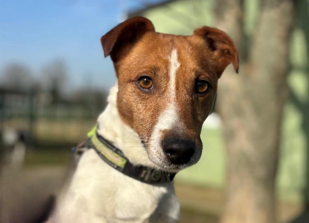 Refuge SPA de Compiègne – 60 – Oise – Adoption