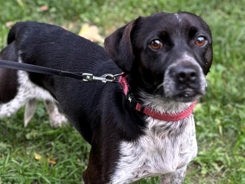 Refuge SPA de Compiègne – 60 – Oise – Adoption