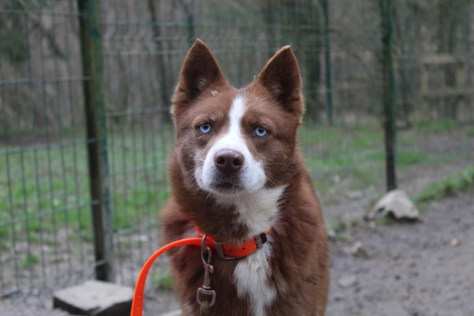 Adopter un husky à la SPA - LA SPA