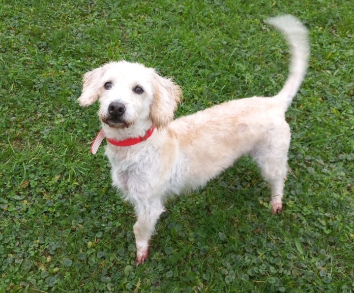 Bichon à adopter à la SPA