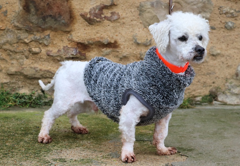 Bichon à adopter à la SPA