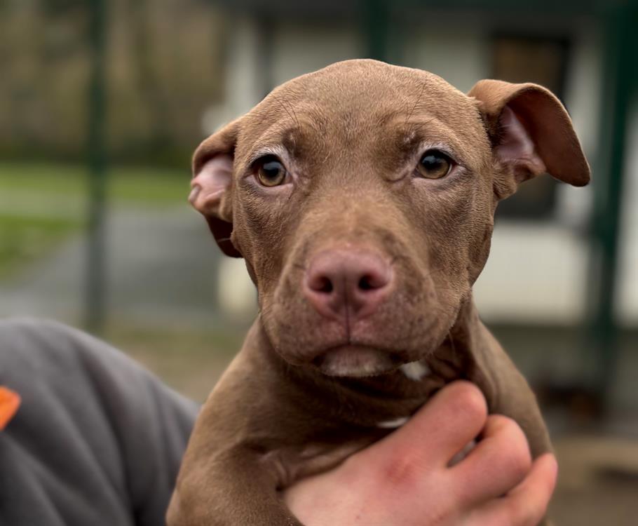 Refuge SPA de Compiègne – 60 – Oise – Adoption