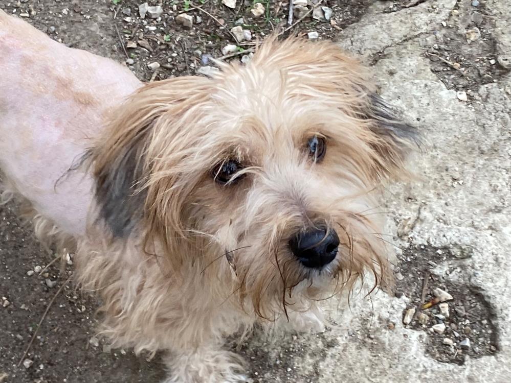 Bichon à adopter à la SPA