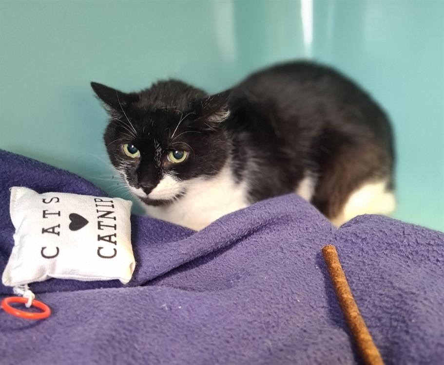 Adopter LINA, Chat - La SPA - Refuge de Saint-Parres-Aux-Tertres – Troyes