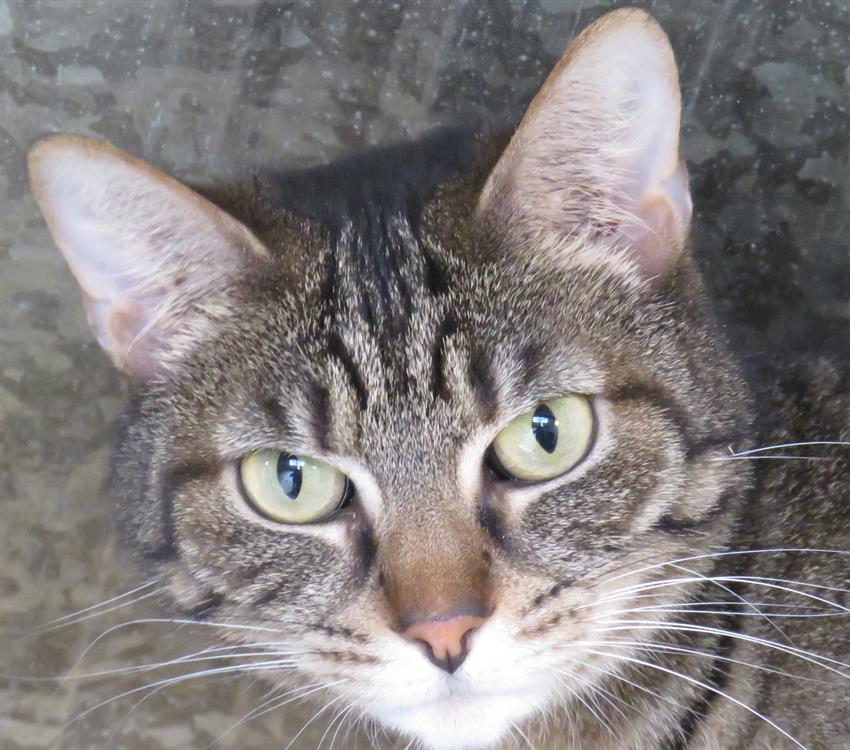 Refuge SPA de Luynes - Tours – 37 –Indre-et-Loire – Adoption