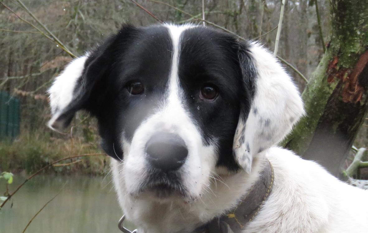 Refuge SPA de Luynes - Tours – 37 –Indre-et-Loire – Adoption