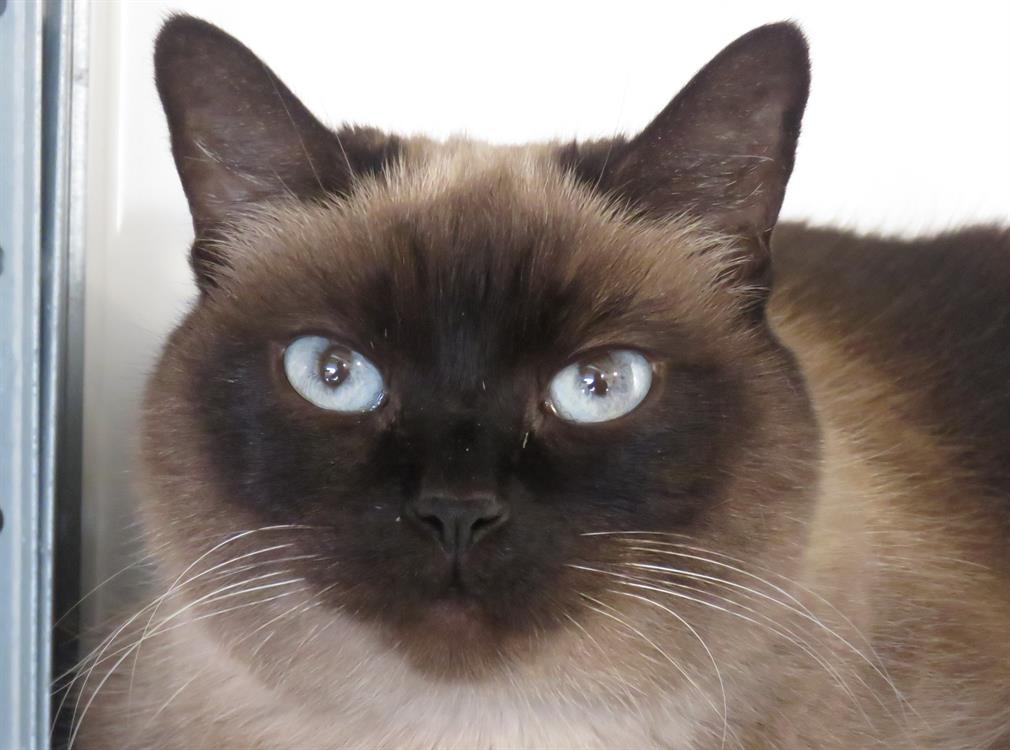 Refuge SPA de Luynes - Tours – 37 –Indre-et-Loire – Adoption