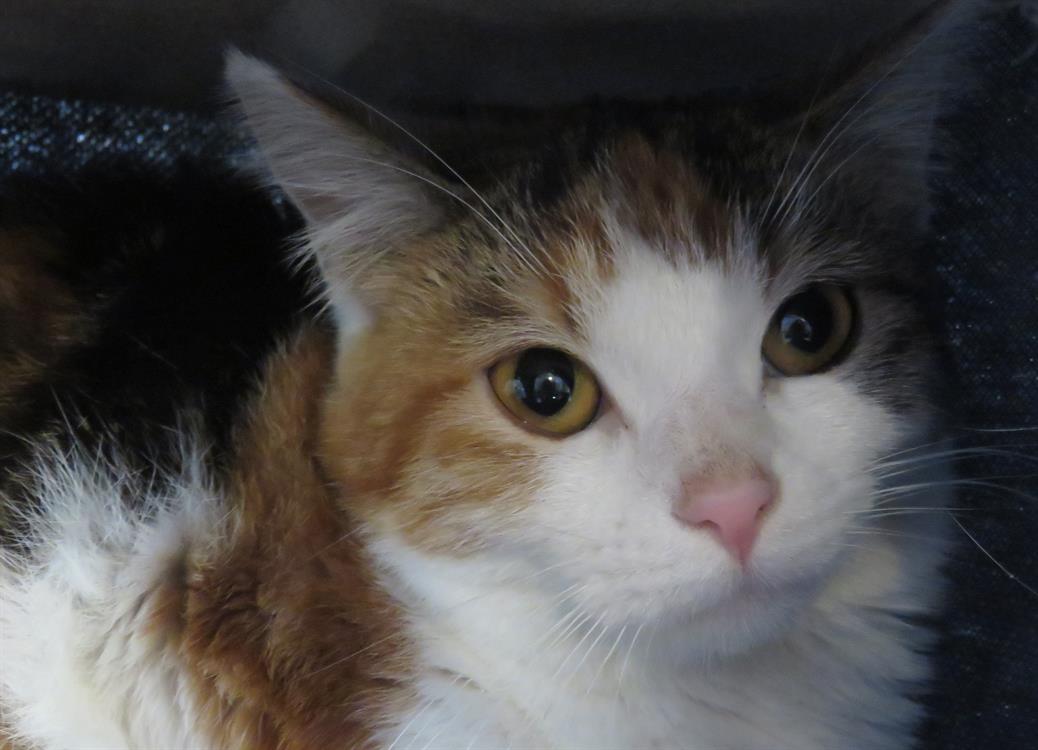 Refuge SPA de Luynes - Tours – 37 –Indre-et-Loire – Adoption