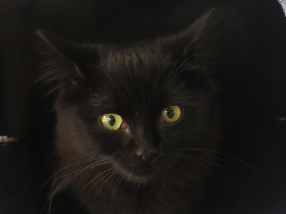 Refuge SPA de Luynes - Tours – 37 –Indre-et-Loire – Adoption