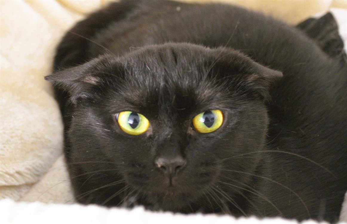 Refuge SPA de Compiègne – 60 – Oise – Adoption