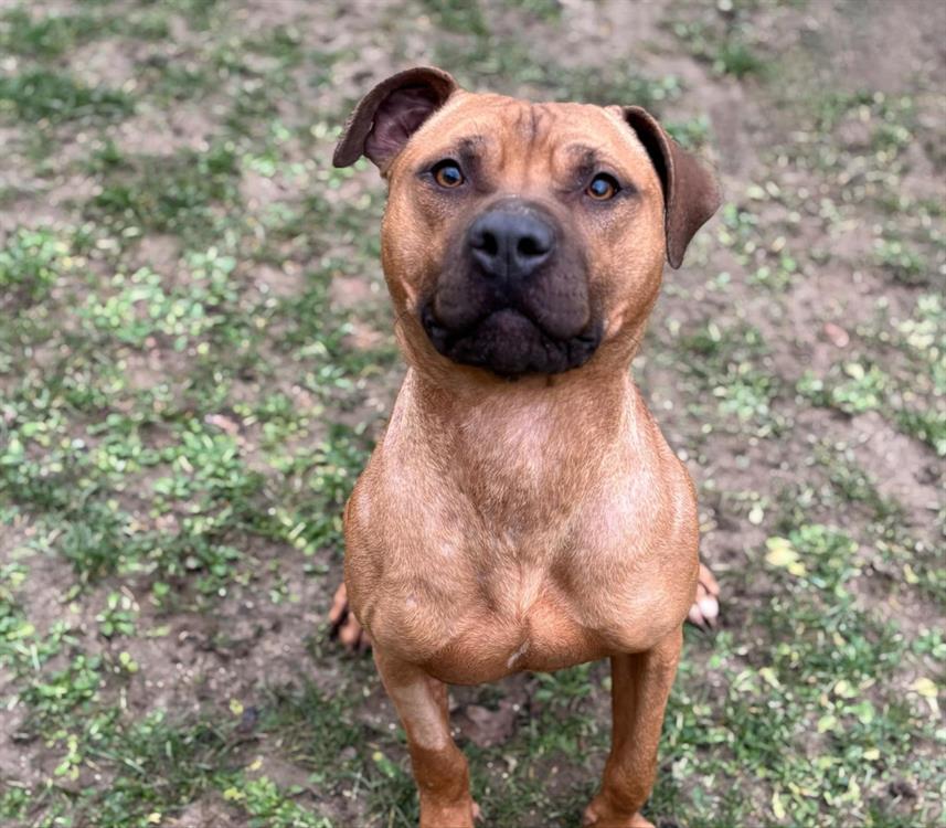 Refuge SPA de Compiègne – 60 – Oise – Adoption