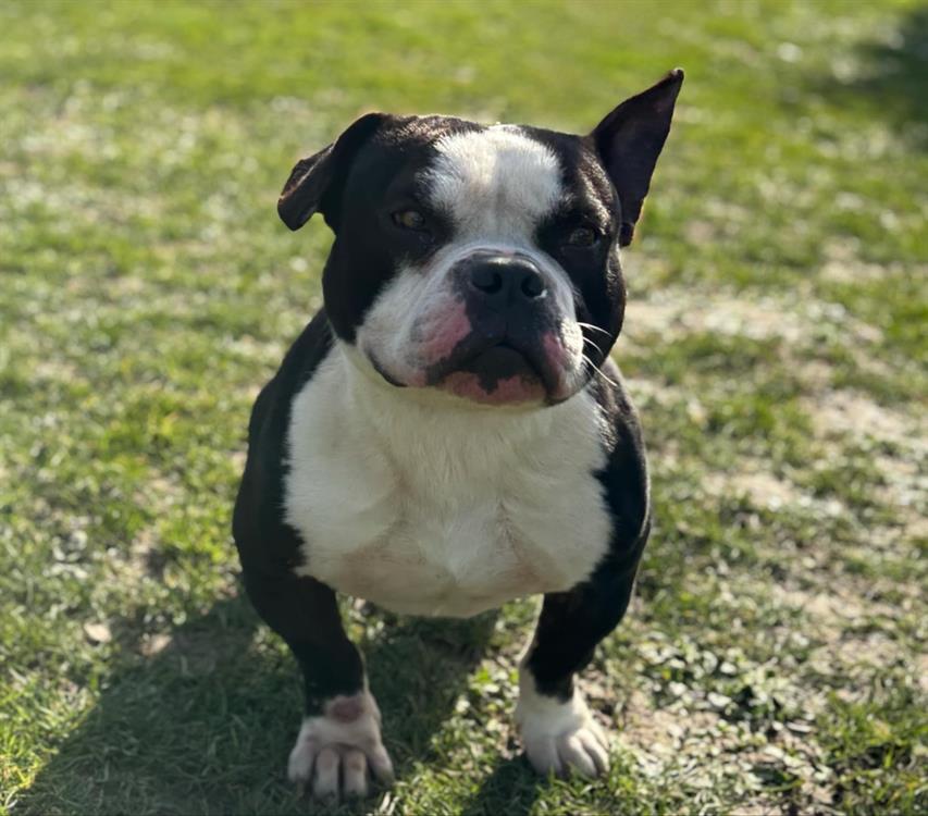 Refuge SPA de Compiègne – 60 – Oise – Adoption