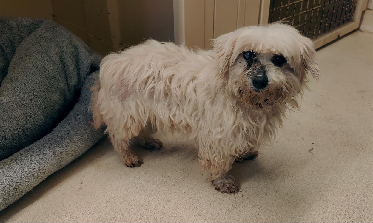 Bichon à adopter à la SPA