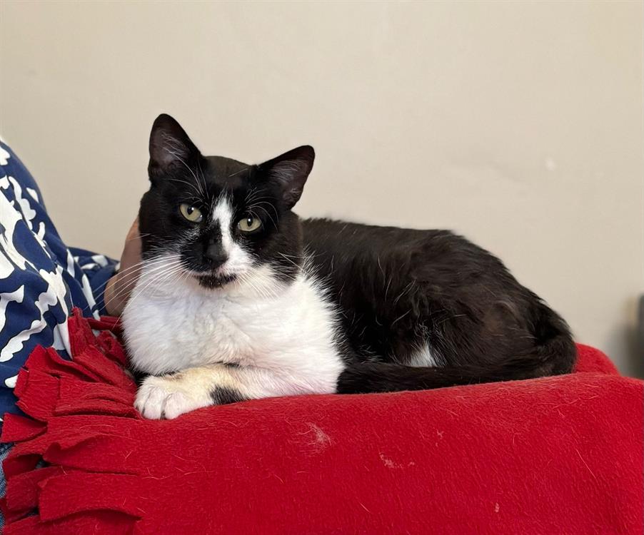 Adopter SHREK, Chat - La SPA - Refuge de Rennes