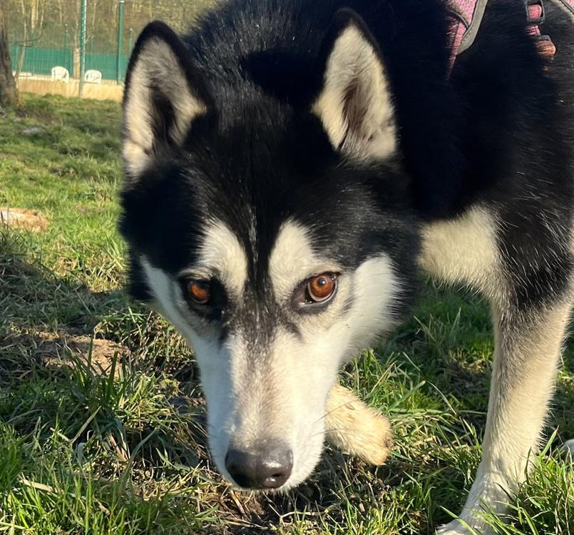 Adopter un husky à la SPA - LA SPA