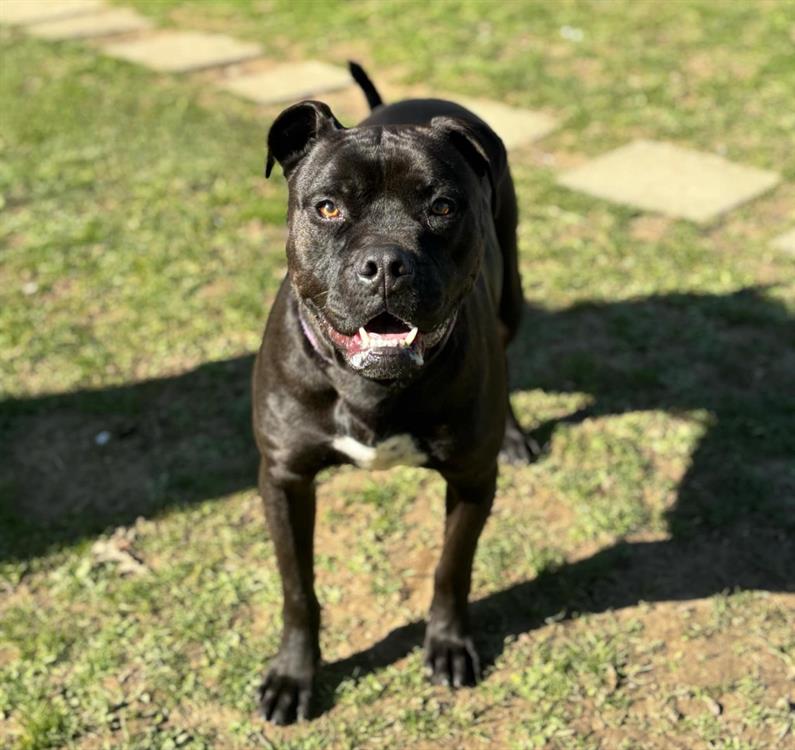 Adopter Sorbonne CAA13361, Chien - La SPA - Refuge de Compiègne