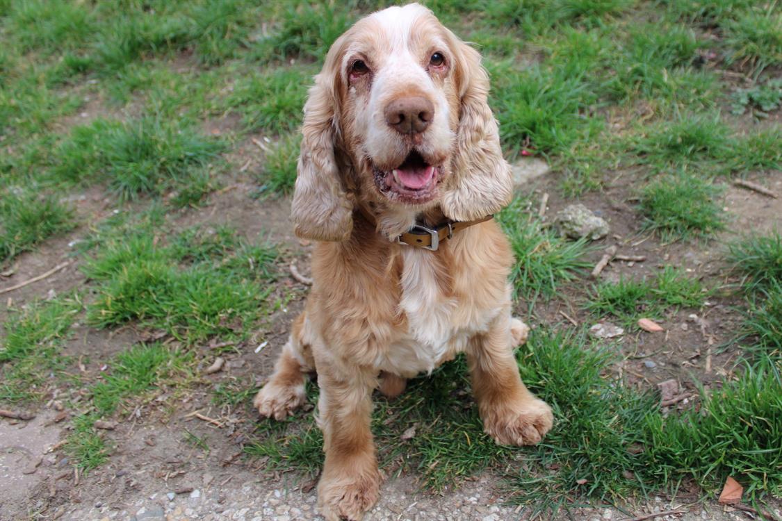 Adopter un Cocker anglais - LA SPA