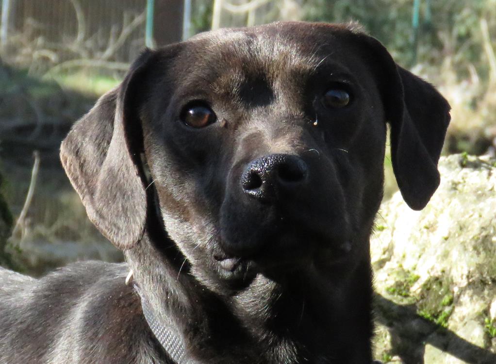 Refuge SPA de Luynes - Tours – 37 –Indre-et-Loire – Adoption