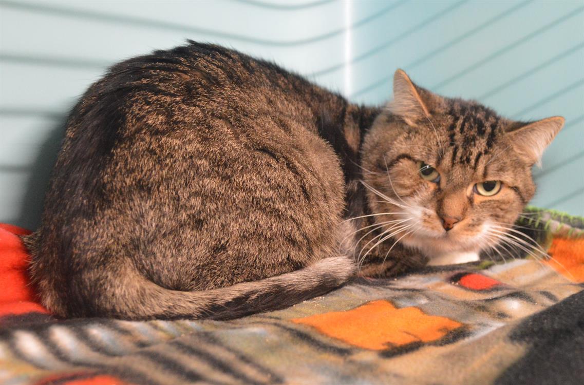 Refuge SPA de Compiègne – 60 – Oise – Adoption