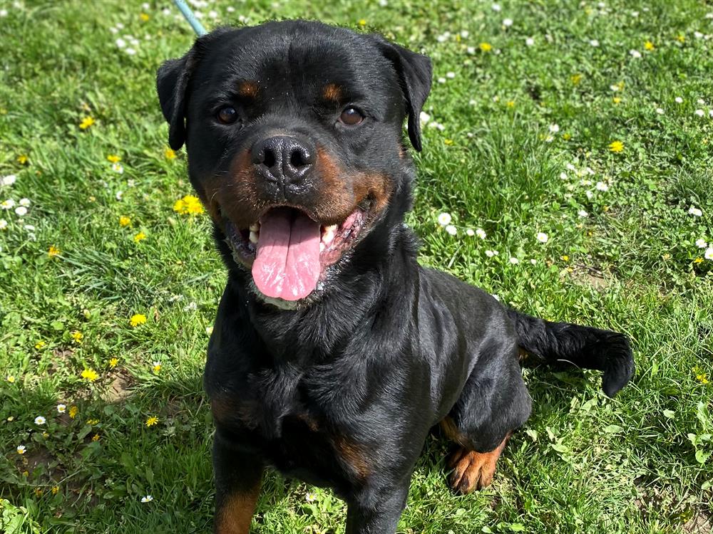 Refuge SPA de Compiègne – 60 – Oise – Adoption