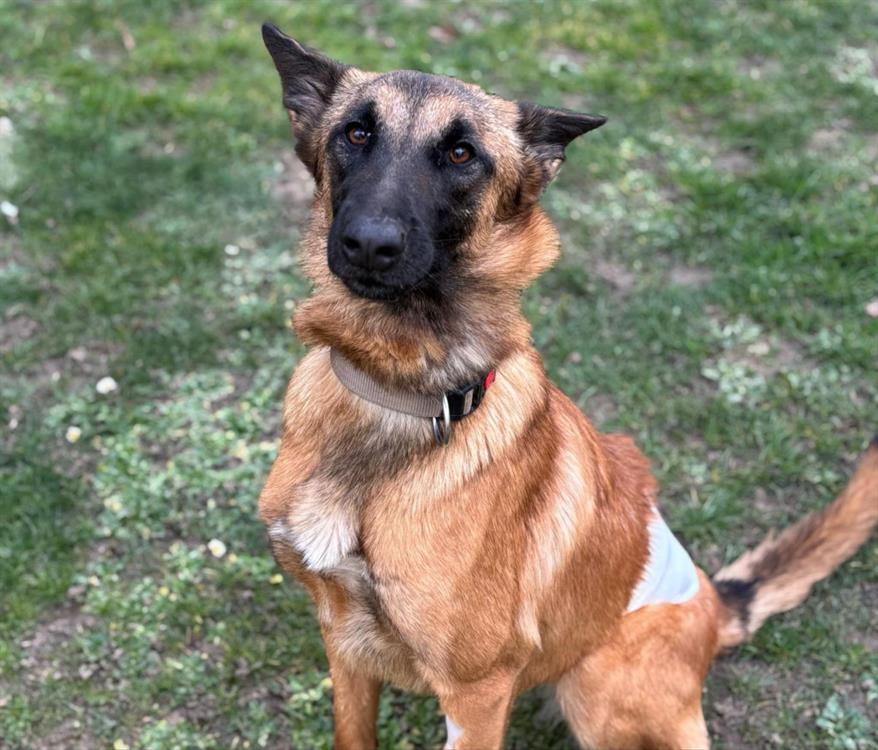 Refuge SPA de Compiègne – 60 – Oise – Adoption