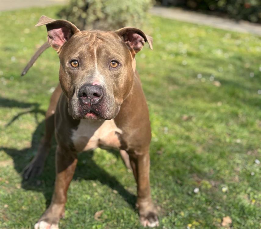 Refuge SPA de Compiègne – 60 – Oise – Adoption