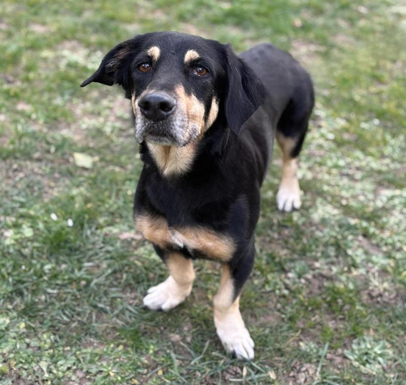 Refuge SPA de Compiègne – 60 – Oise – Adoption