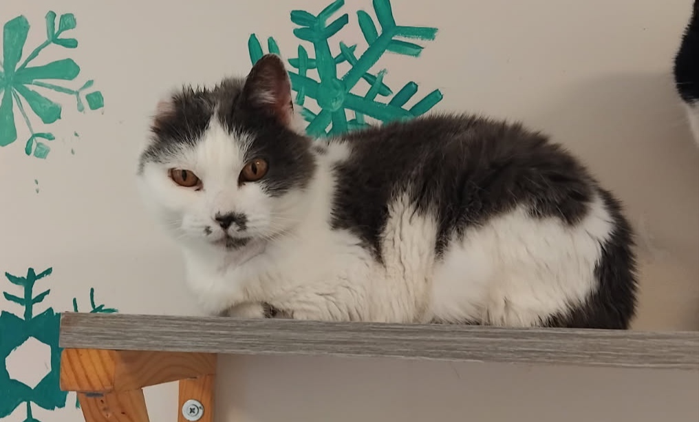 Refuge SPA de Vallerargues – Alès – 30 – Gard – Adoption