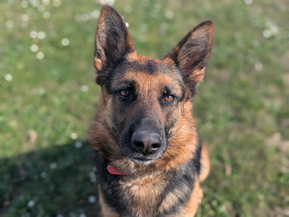 Adopter SHAY, Chien - La SPA - Refuge de Poulainville