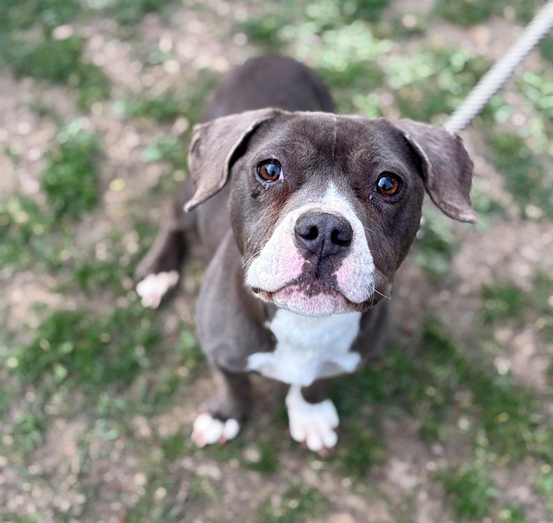 Refuge SPA de Compiègne – 60 – Oise – Adoption