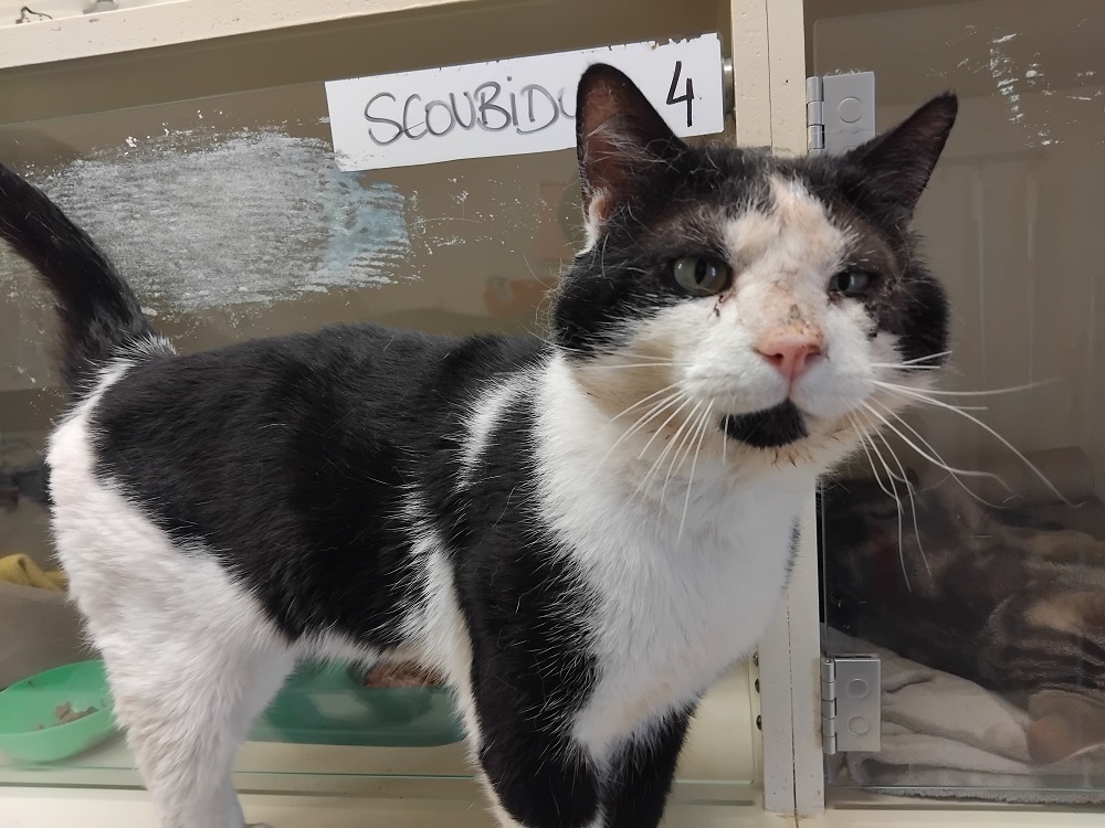 Refuge SPA de Plaisir – 78 – Yvelines – Adoption