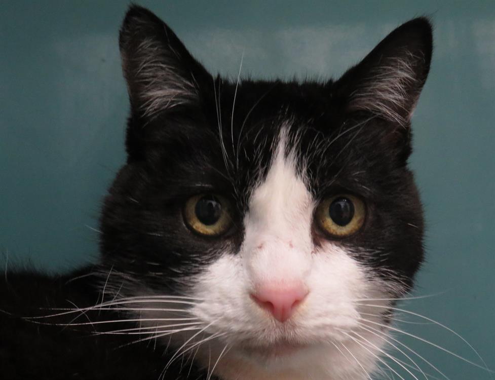 Refuge SPA de Luynes - Tours – 37 –Indre-et-Loire – Adoption