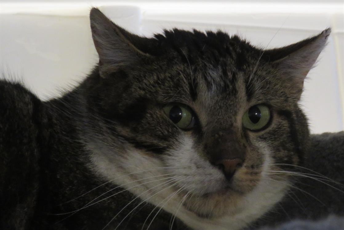 Refuge SPA de Luynes - Tours – 37 –Indre-et-Loire – Adoption