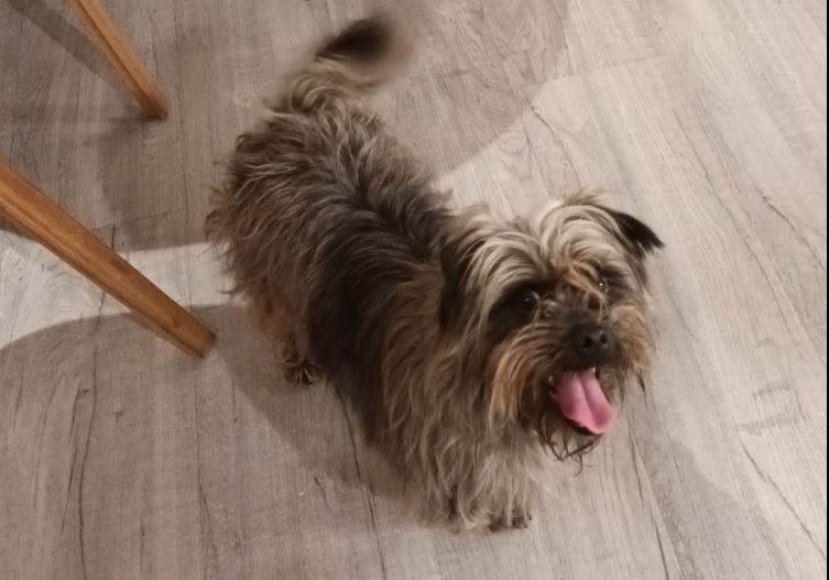 Bichon à adopter à la SPA