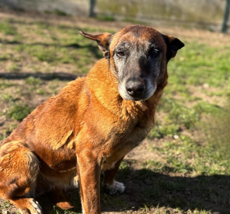 Refuge SPA de Compiègne – 60 – Oise – Adoption