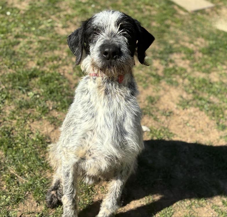 Refuge SPA de Compiègne – 60 – Oise – Adoption