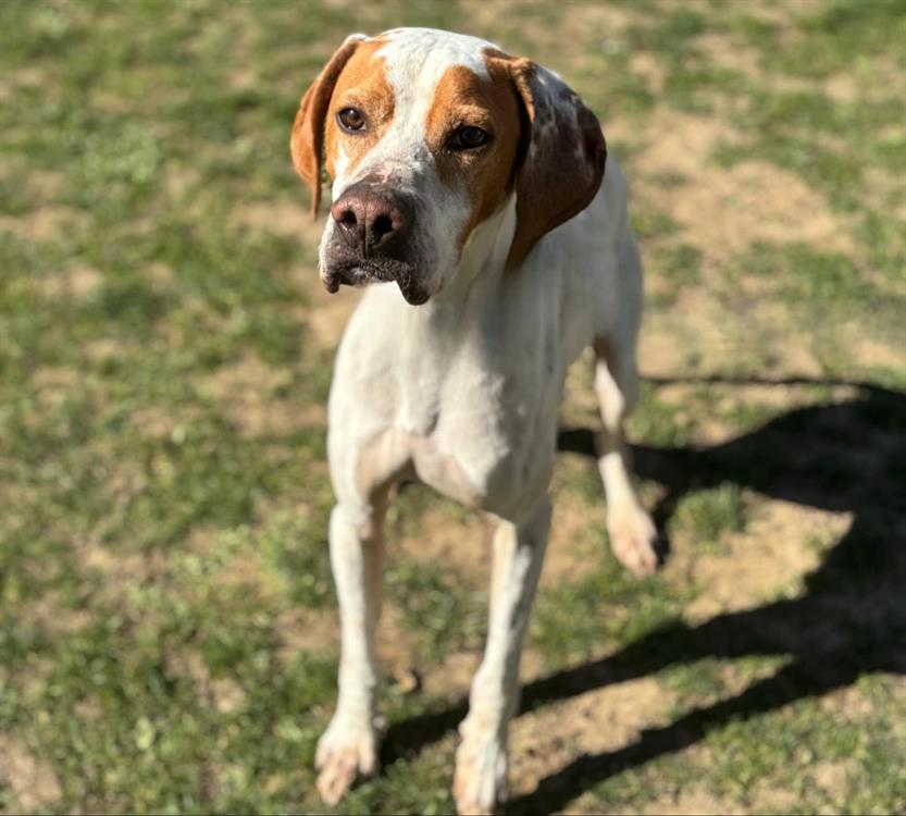 Refuge SPA de Compiègne – 60 – Oise – Adoption