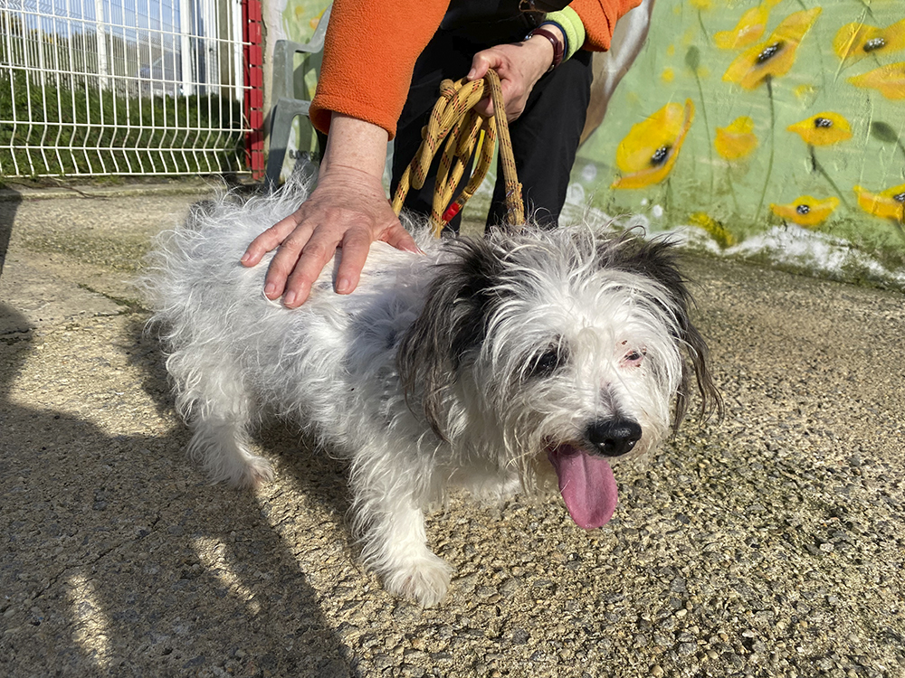 Yorkshire à adopter à la SPA