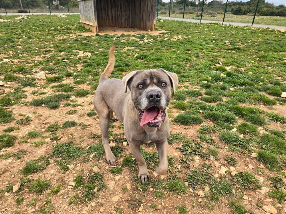 Adopter un Cane corso - LA SPA