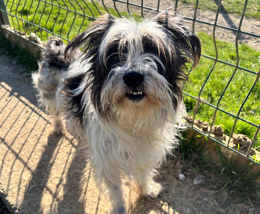 Refuge SPA d'Arry - Gerhard Cramer– 57 – Moselle – Adoption
