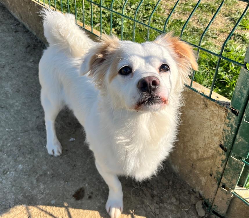 Refuge SPA d'Arry - Gerhard Cramer– 57 – Moselle – Adoption
