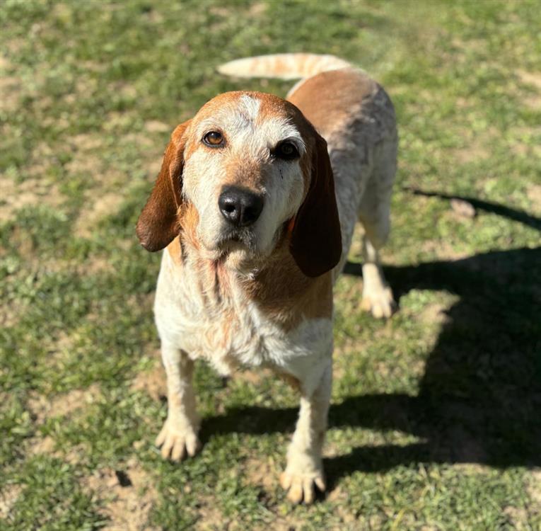 Refuge SPA de Compiègne – 60 – Oise – Adoption