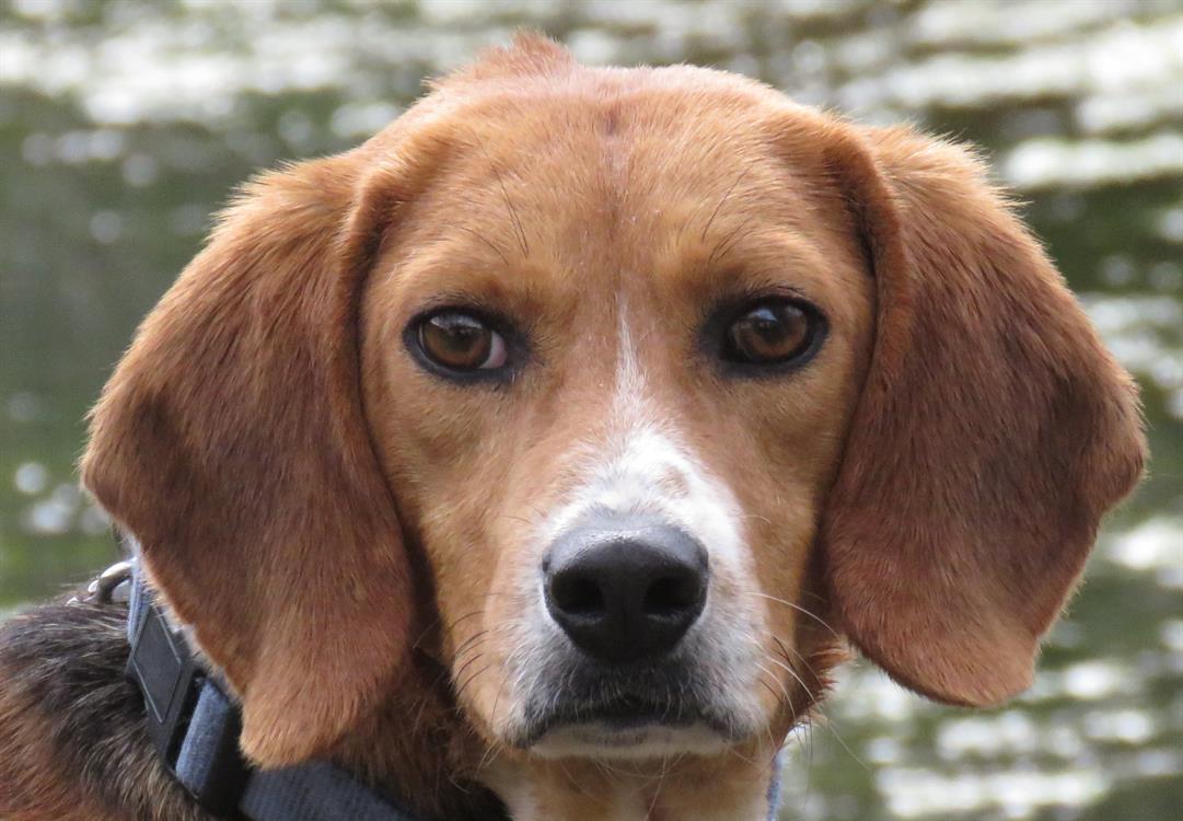 Adopter un Beagle - LA SPA