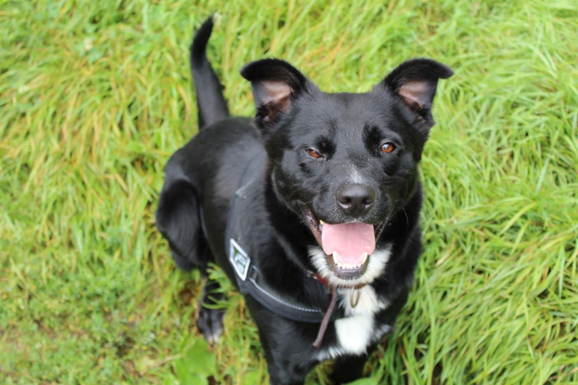 Adopter CHIPIE, Chien - La SPA - Refuge de Thionville