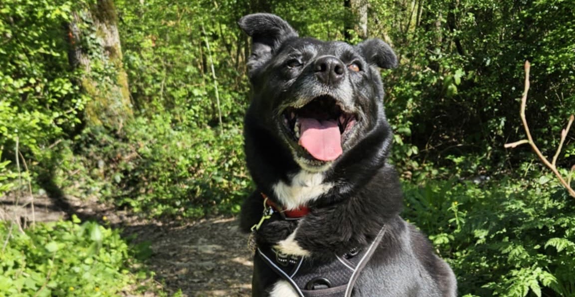 Adopter CHIPIE, Chien - La SPA - Refuge de Thionville