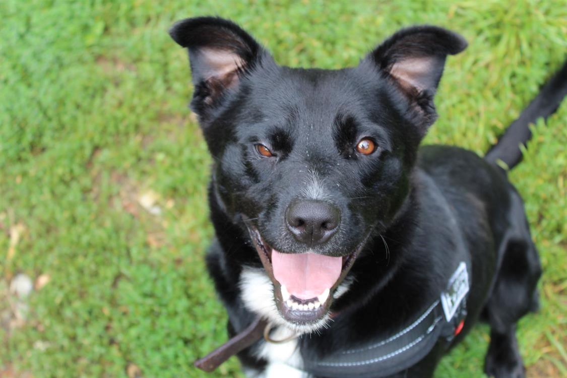 Adopter CHIPIE, Chien - La SPA - Refuge de Thionville